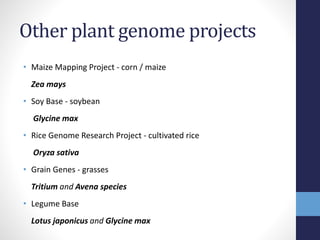 Plant genome project, tahira ali rai | PPTX