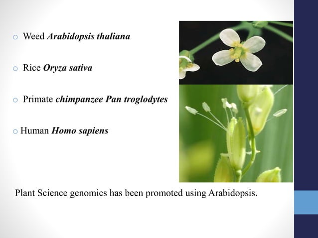 Plant genome project, tahira ali rai | PPTX | Gardening | Home & Garden