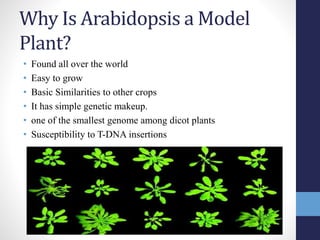 Plant genome project, tahira ali rai | PPTX