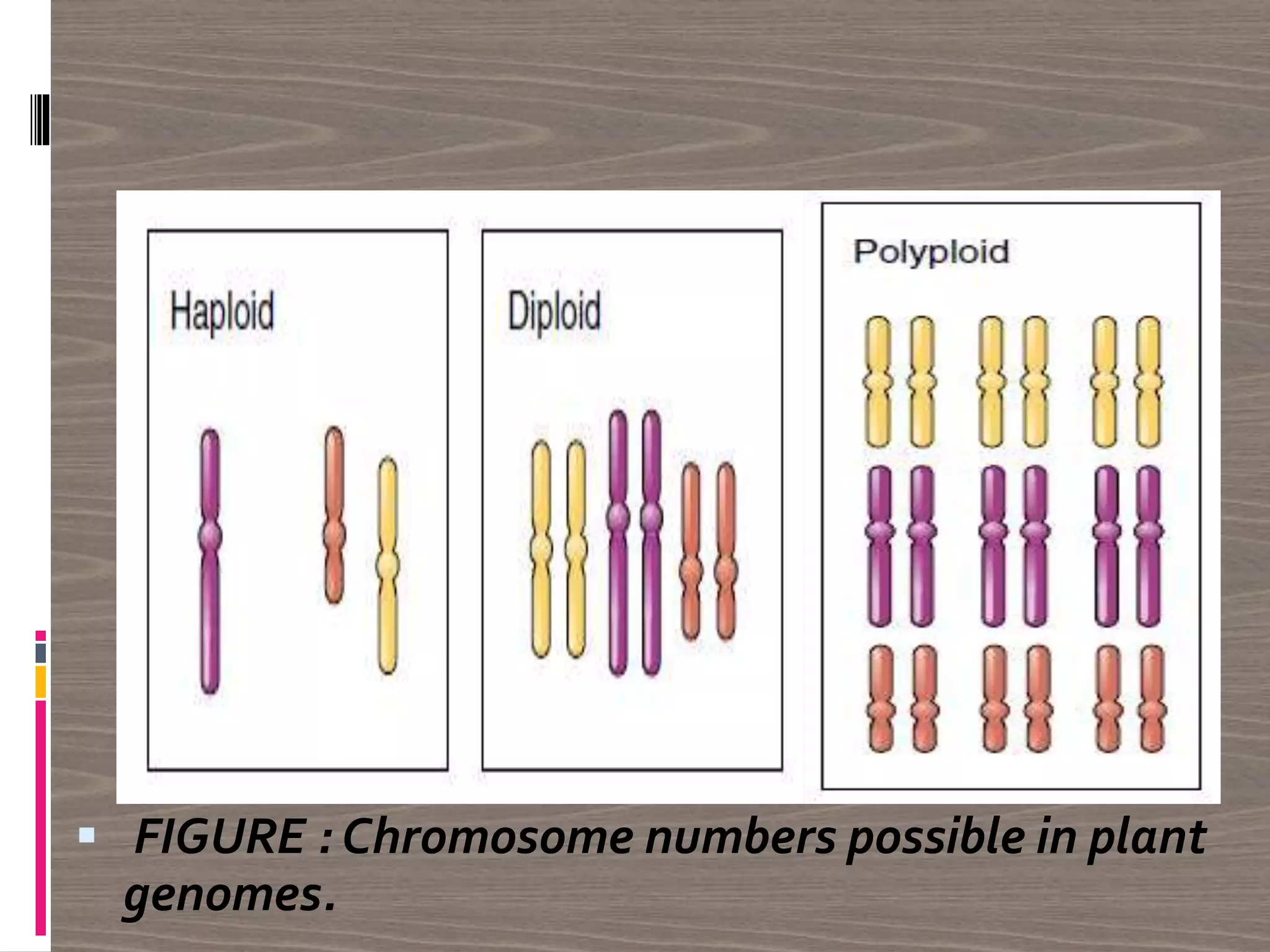 Plant genomics general overview | PPTX