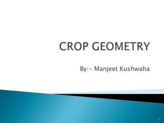 Plant geometry | PPTX