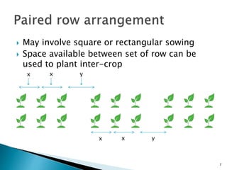 Plant geometry | PPTX