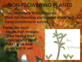 Plant Graphic | PPT