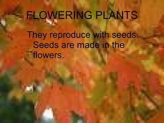 Plant Graphic | PPT
