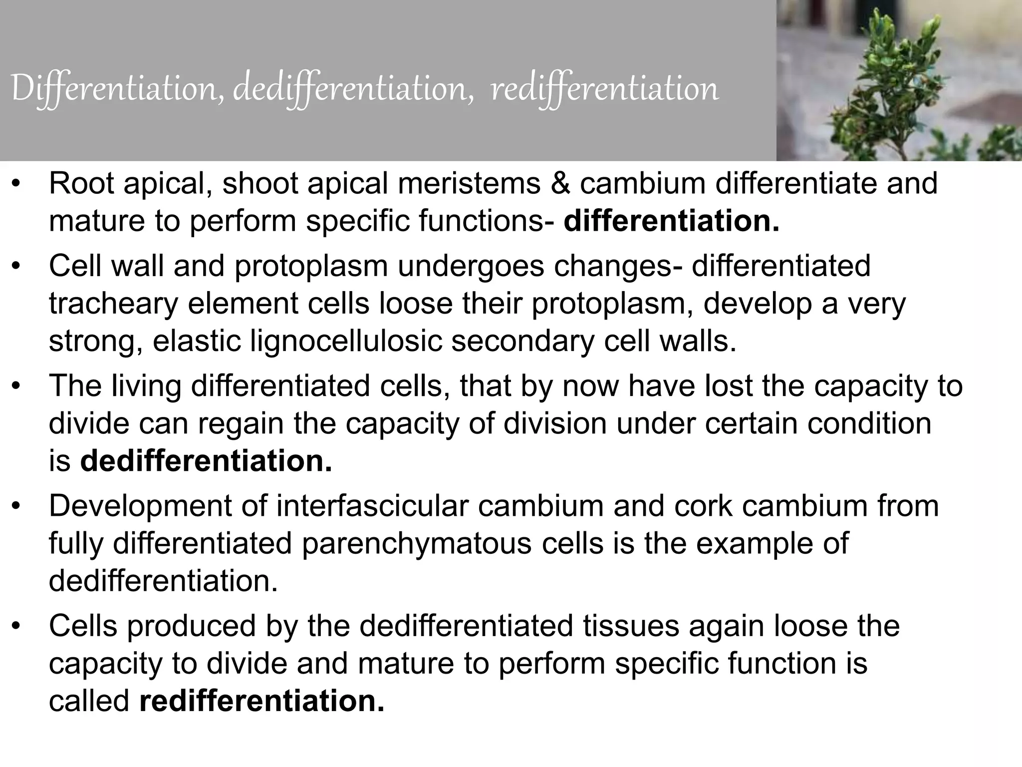 Plant groth and development | PPTX
