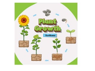 Plant growth | PDF
