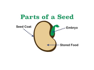Plant growth | PPT