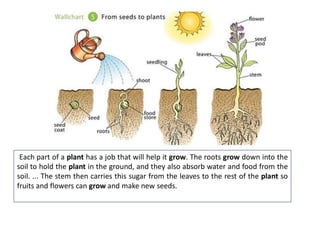 Plant growth | PPT