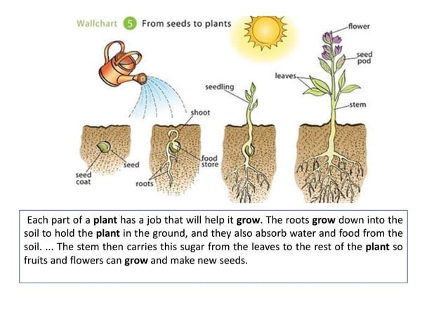 Plant growth | PDF