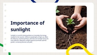 Plant Growth and development and procedure how plant gain and grow in ...