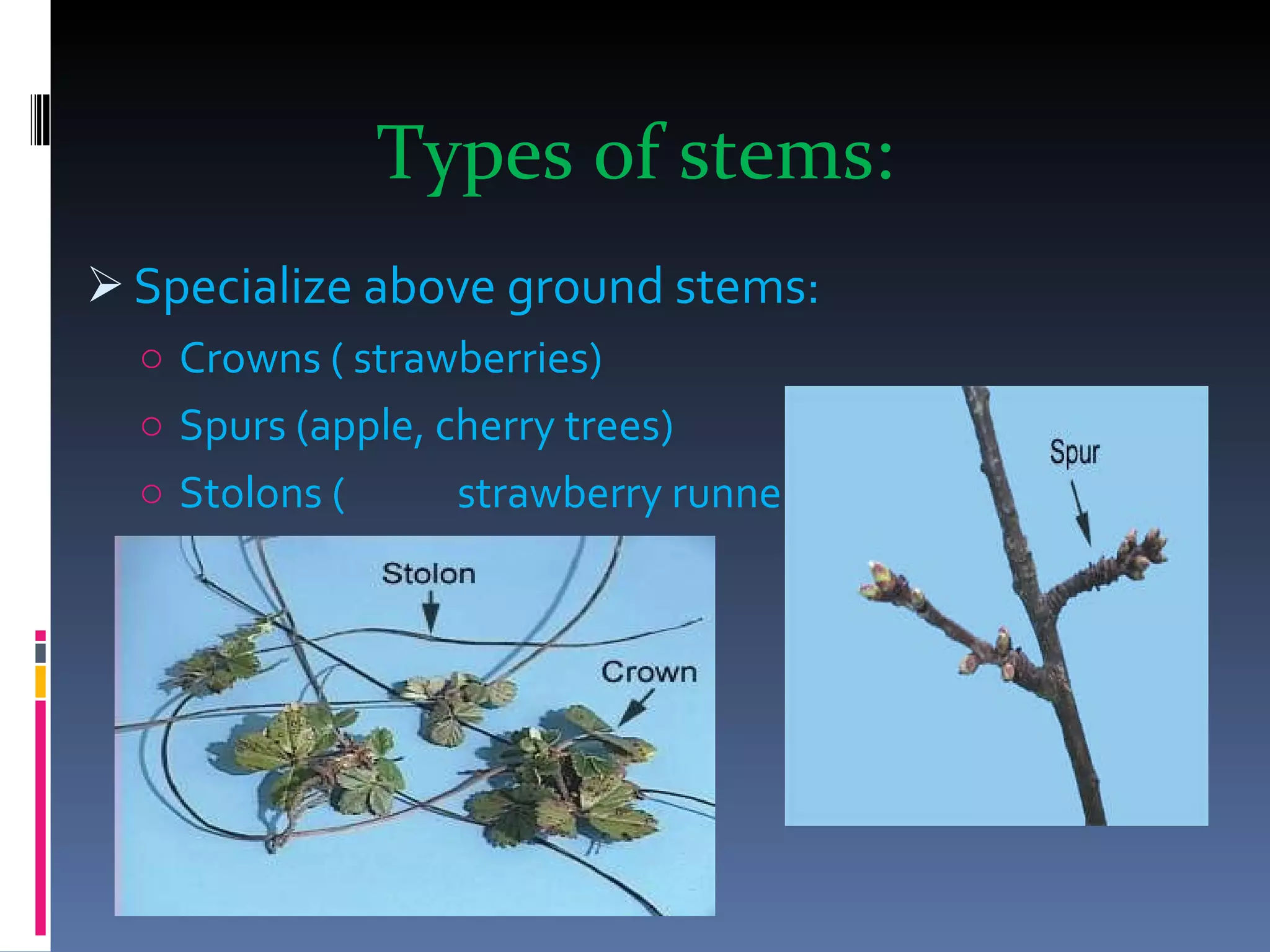 Plant growth and development | PPT