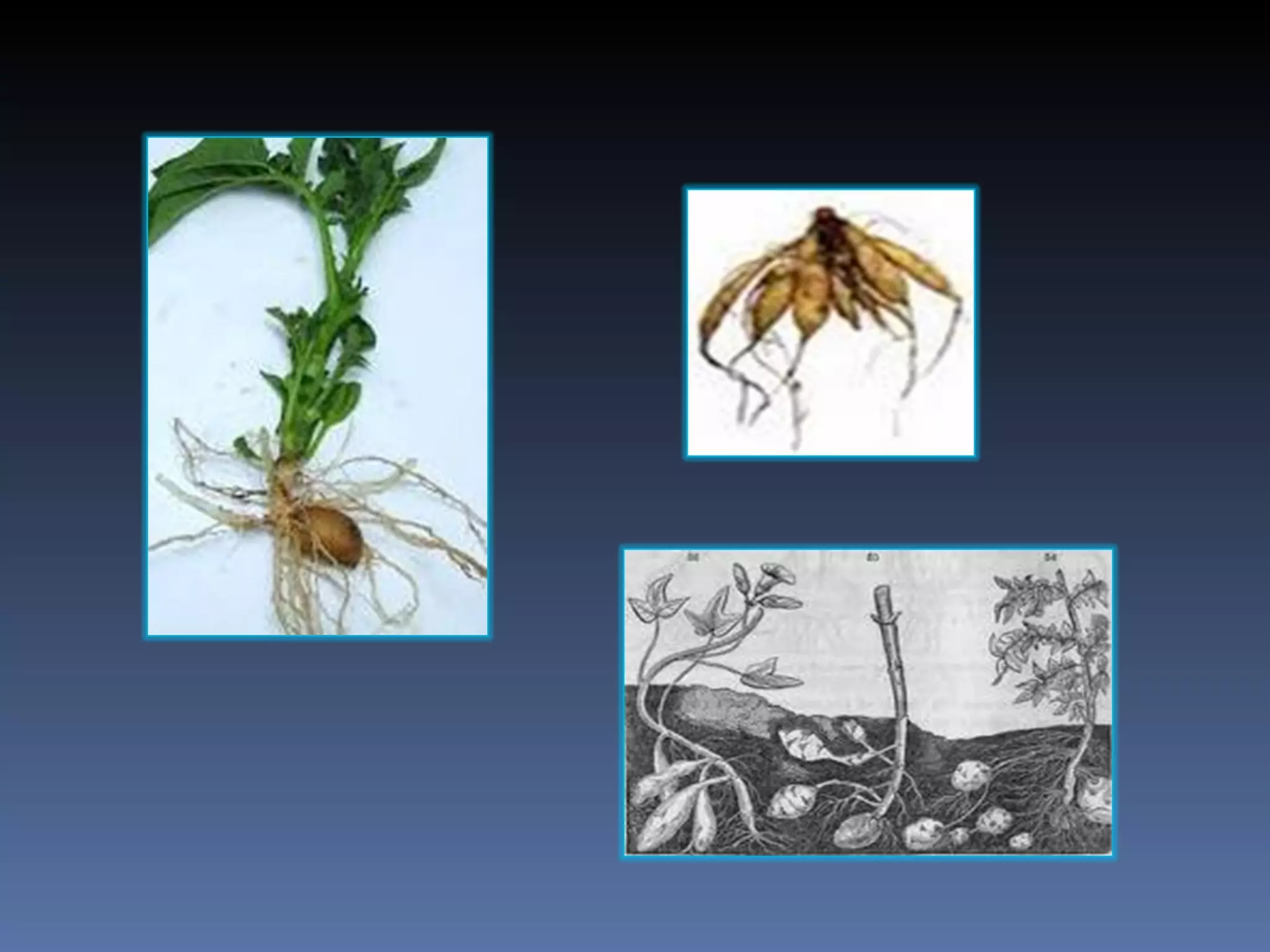 Plant growth and development | PPT