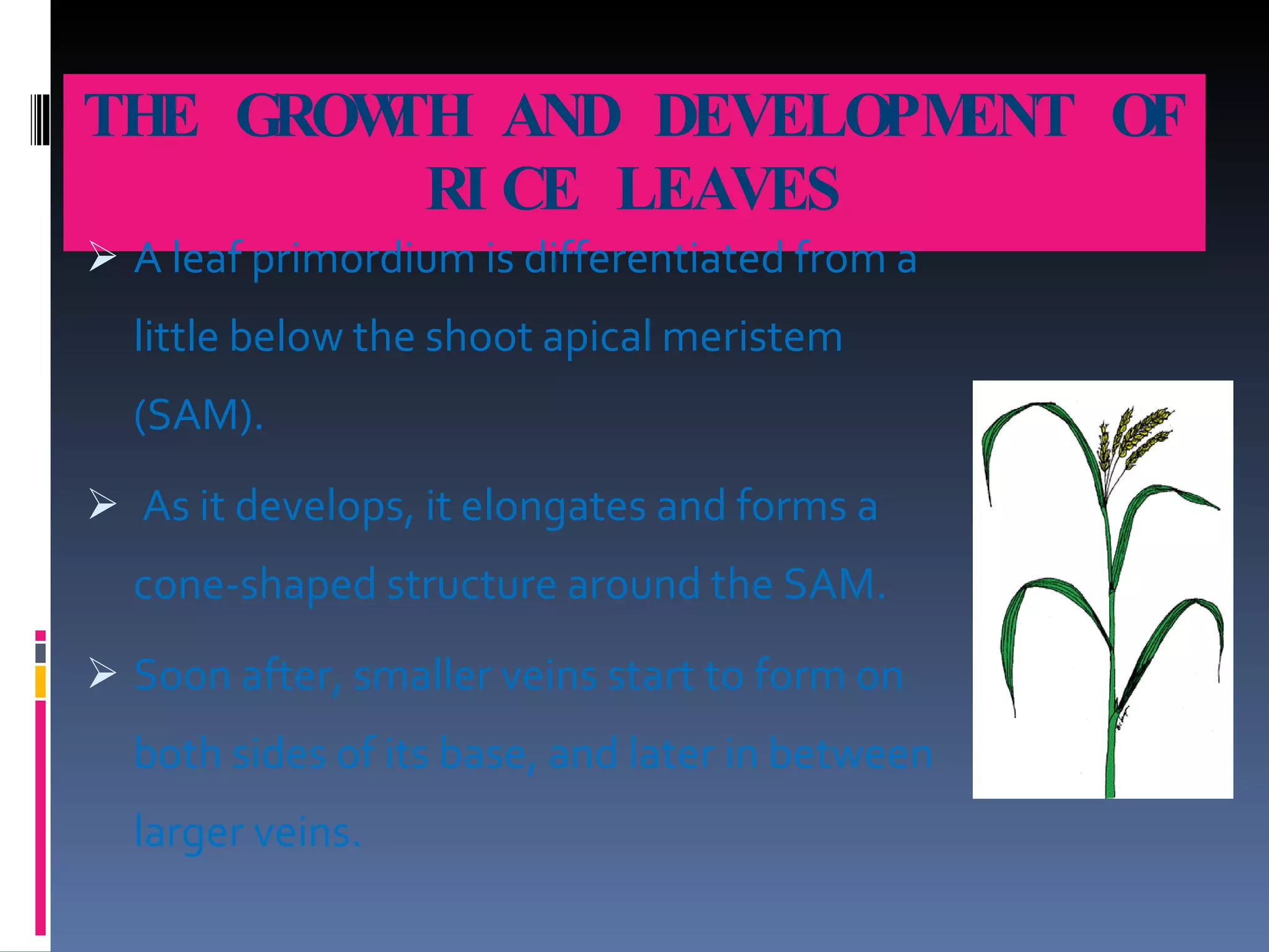 Plant growth and development | PPT