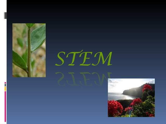 Plant growth and development | PPT