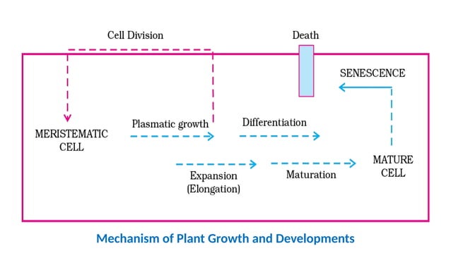 Plant Growth and Development-Part I, ppt.pptx