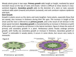 Plant growth and plant growth regulators | PPTX
