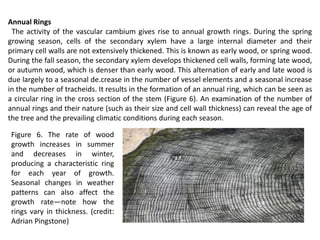 Plant growth and plant growth regulators | PPTX