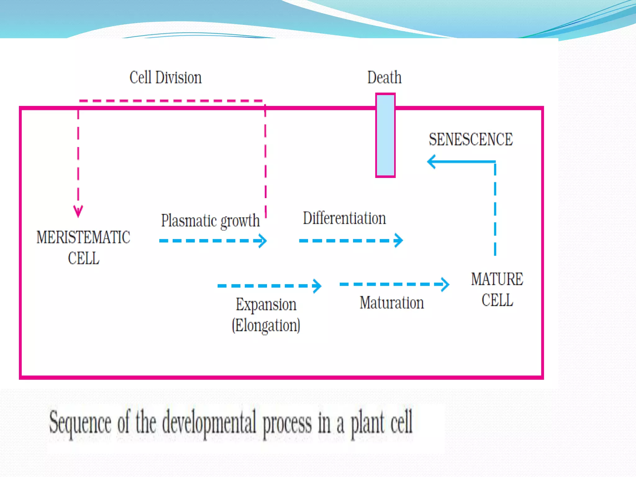 Plant growth &development1 | PPT Plant growth &development1 | PPT
