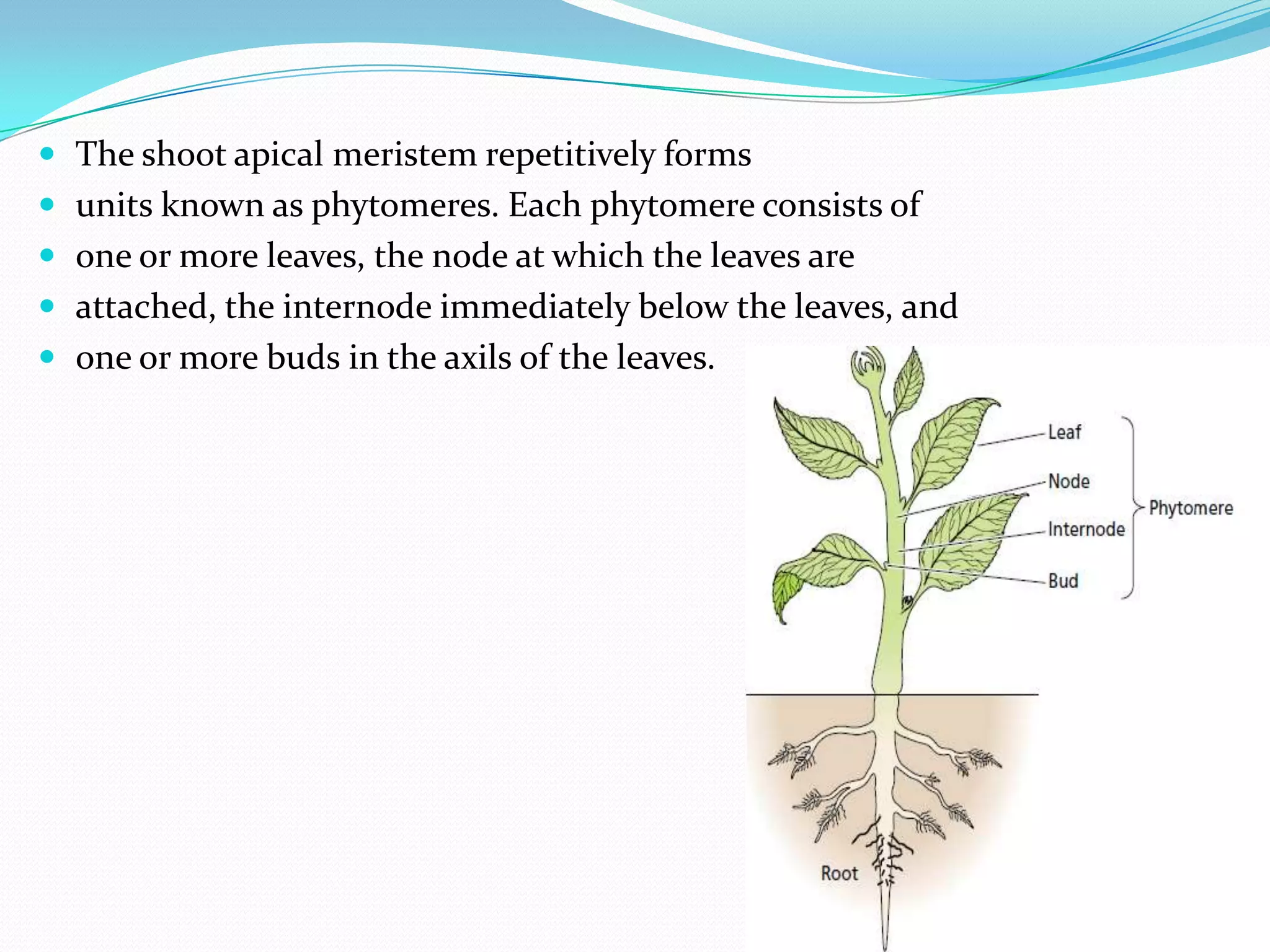 Plant growth &development1 | PPT