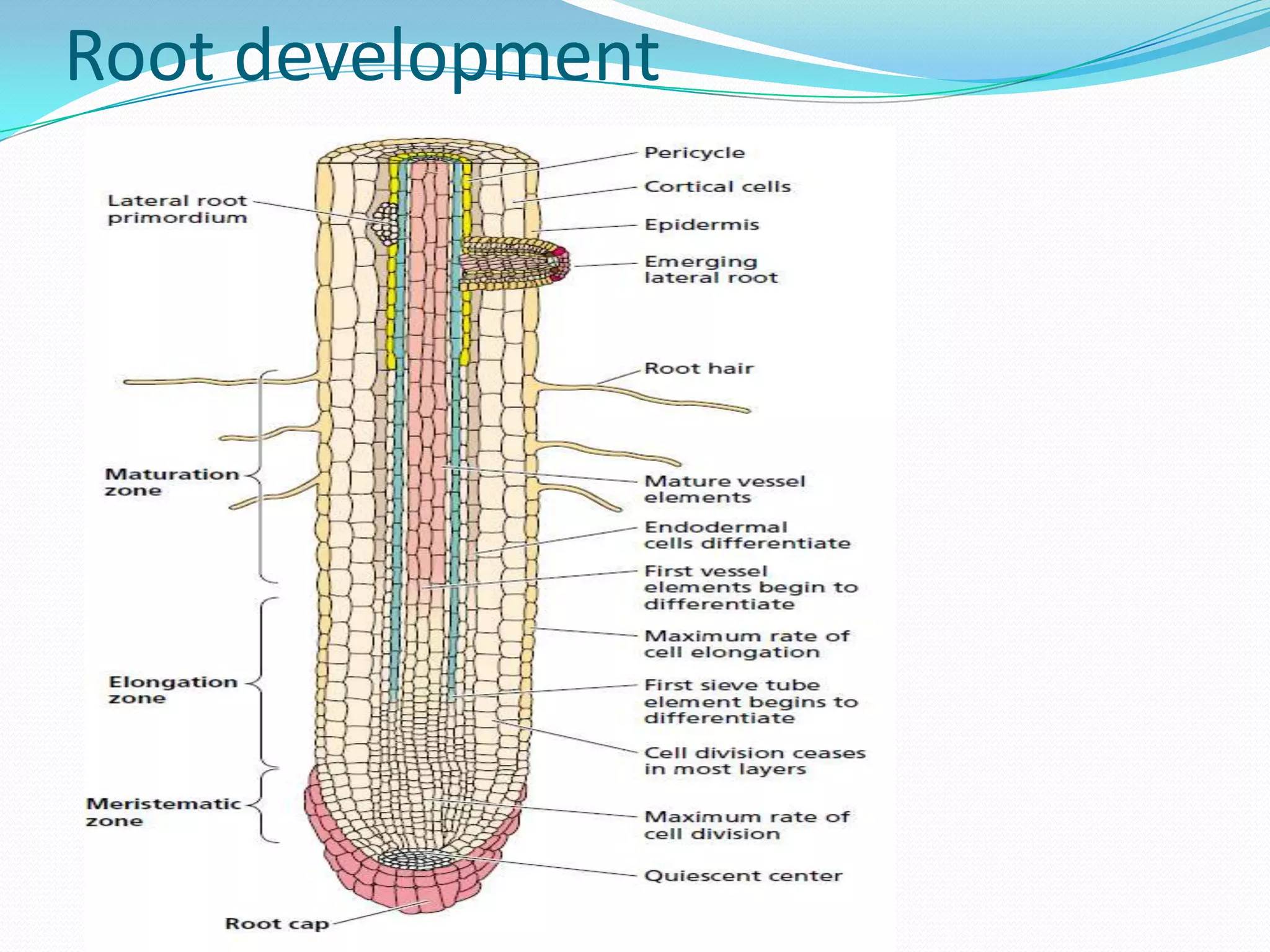 Plant growth &development1 | PPT