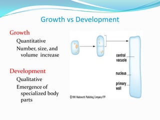 Plant growth &development1 | PPT