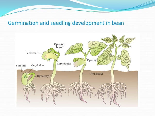 Plant growth &development1 | PPT | Gardening | Home & Garden