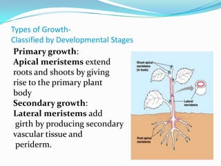 Stages Of Plant Growth And Development