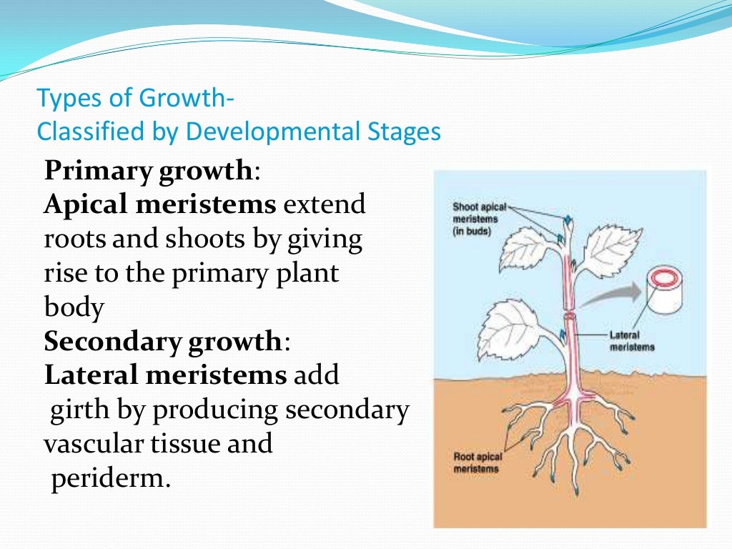 Plant growth &development1 Plant growth &development1