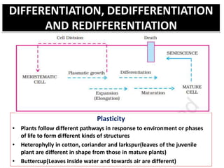 PLANT GROWTH & DEVELOPMENTyxz.pdf