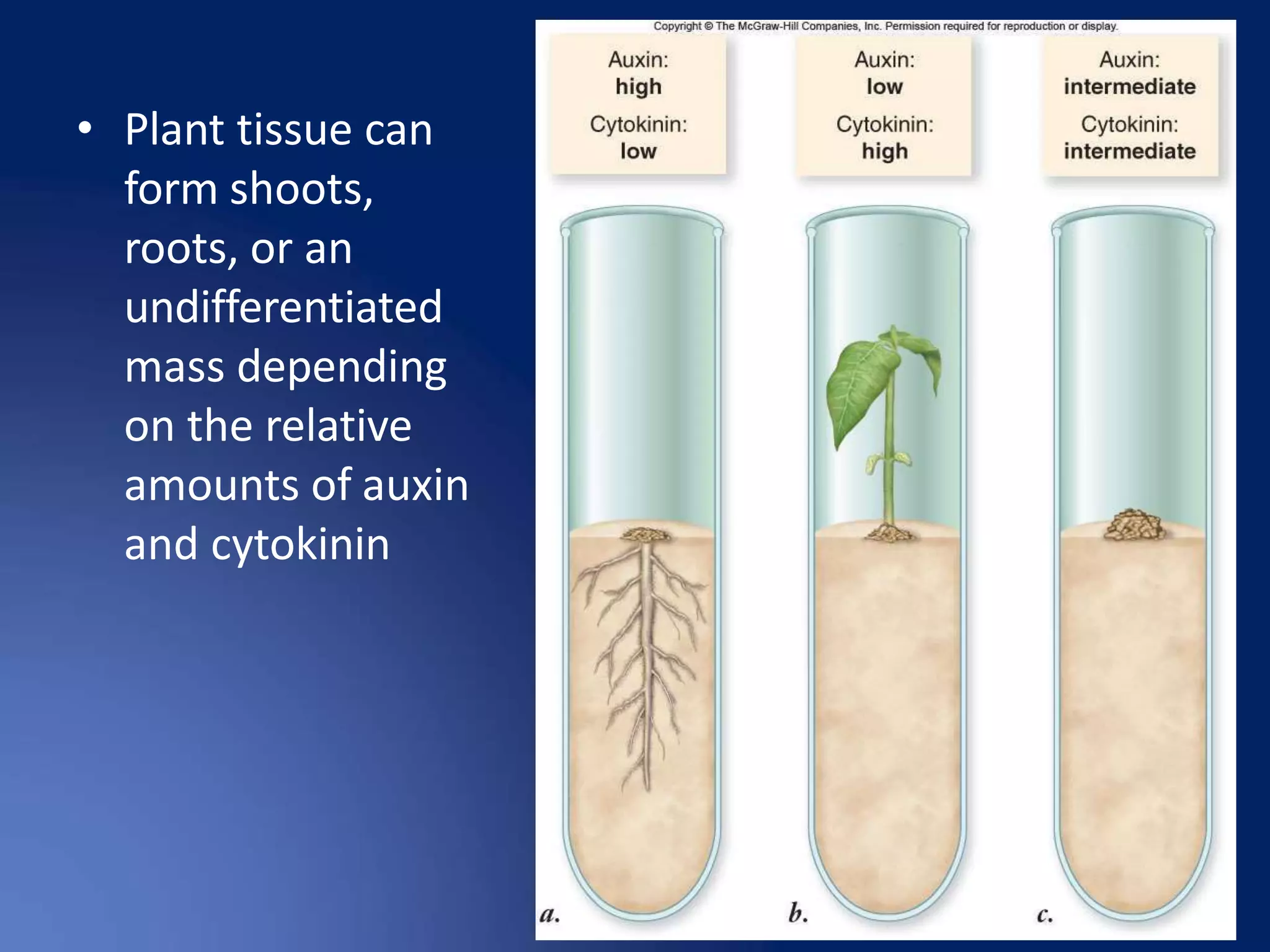 Plant growth hormone | PPT