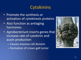 Plant growth hormone | PPT