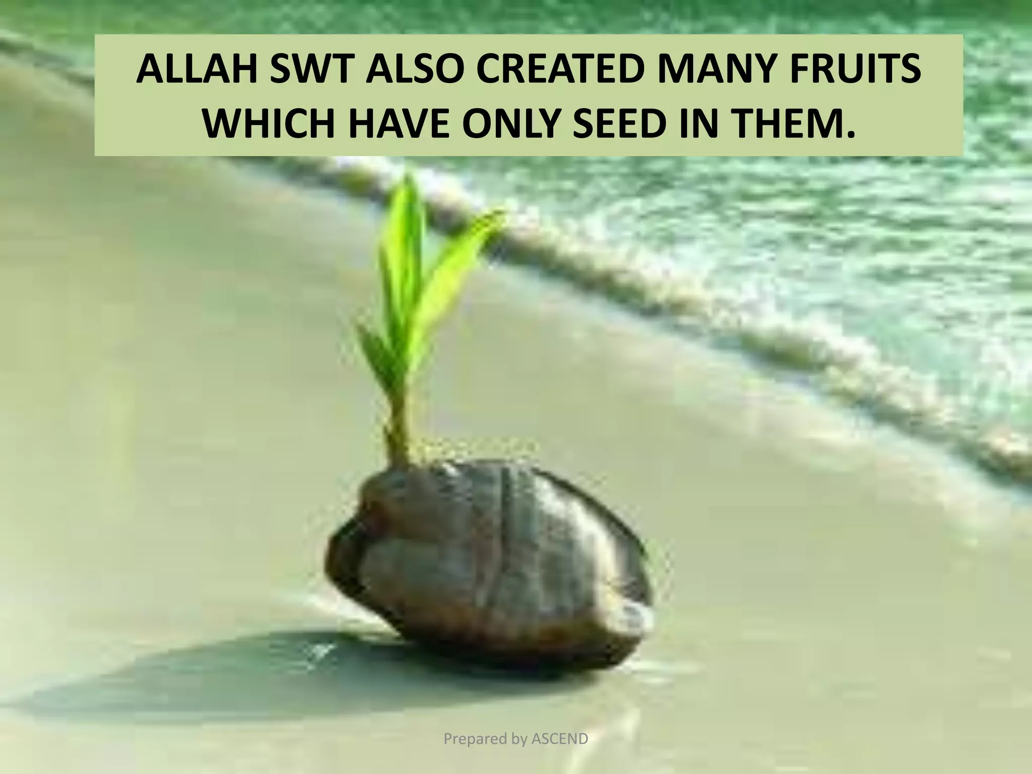 Plant growth in islam | PPT | Free Download