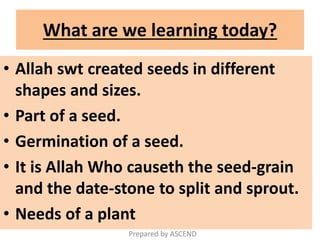 Plant growth in islam | PPT