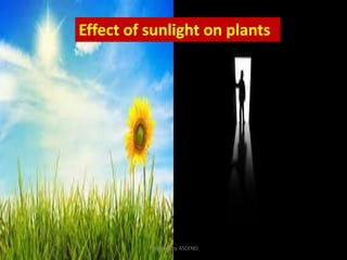 Plant growth in islam | PPT