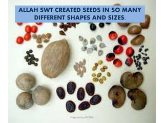 Plant growth in islam | PPT