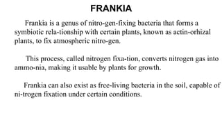 plant growth promoting bacteria - MB PPT | PPTX