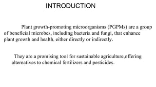plant growth promoting bacteria - MB PPT | PPTX