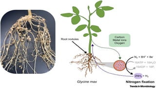 plant growth promoting bacteria - MB PPT | PPTX