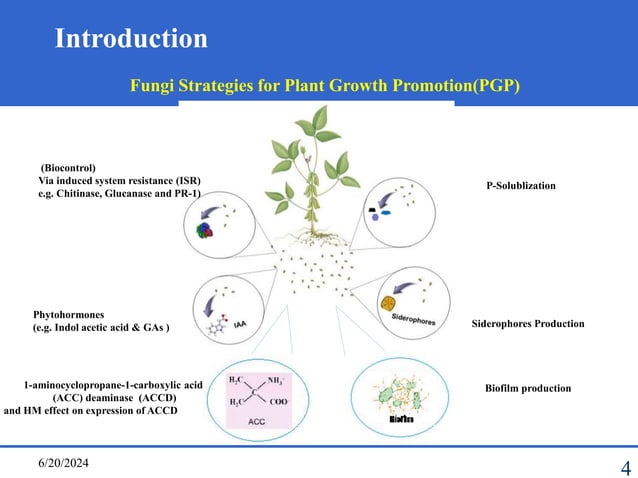 Plant Growth Promoting fungi PGPF - Copy.ppt