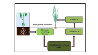 Plant Growth Promoting microbes.pptx
