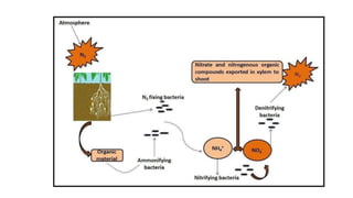 Plant Growth Promoting microbes.pptx
