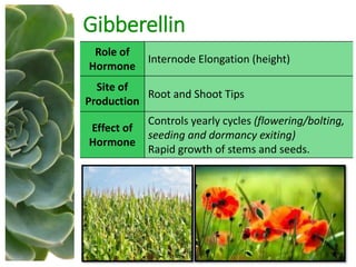 Plant Growth Regulator PPT.pptx