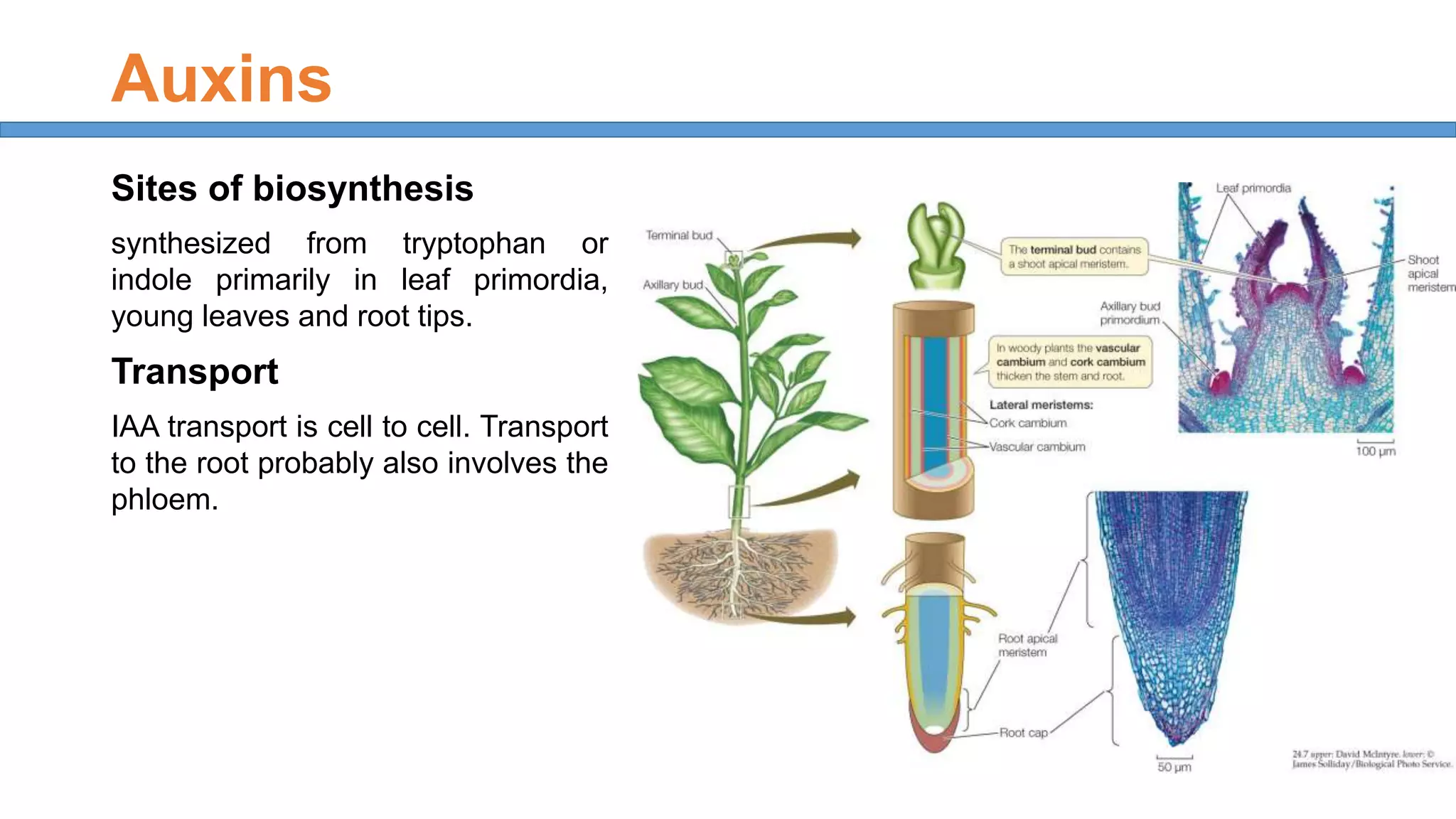 Application of Plant Growth Regulators (PGR's) in Agriculture | PPTX