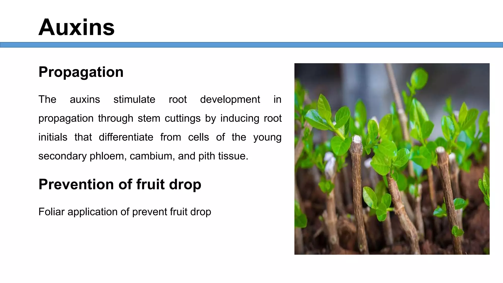 Application of Plant Growth Regulators (PGR's) in Agriculture | PPTX