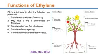 Application of Plant Growth Regulators (PGR's) in Agriculture | PPTX