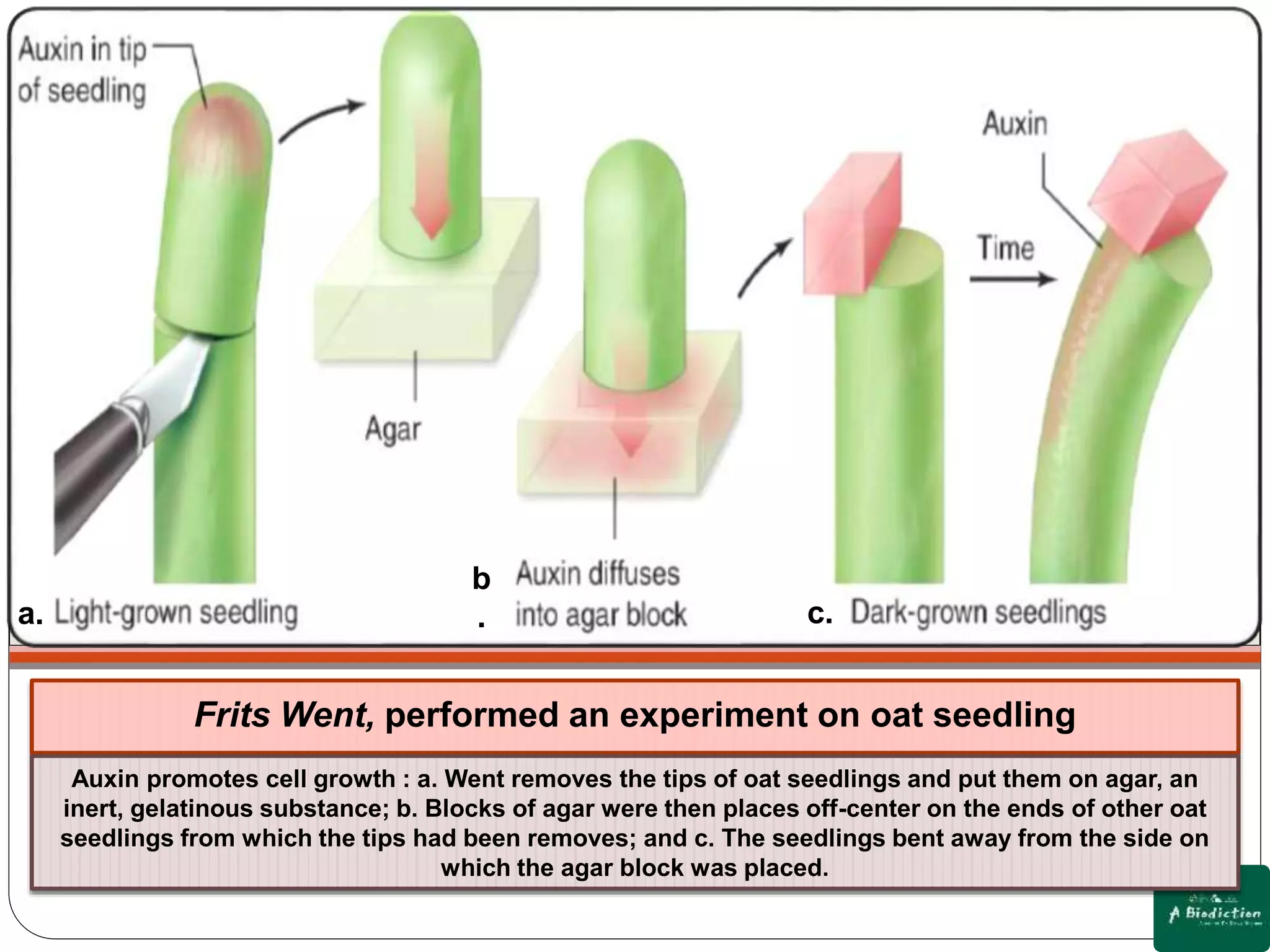 Plant Growth Regulators | PPTX