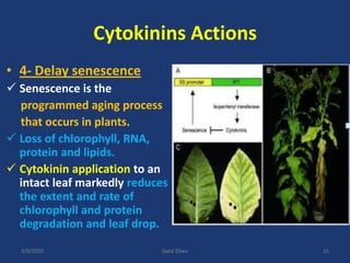 Plant growth regulators (cytokinins) | PDF
