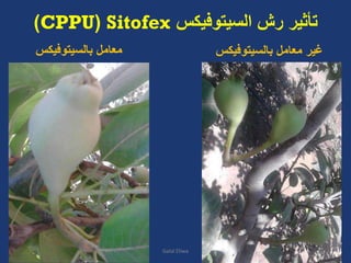 Plant Growth Regulators (Cytokinins).pdf