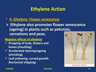 Plant growth regulators(Ethylene) | PDF