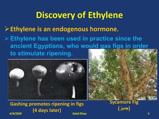 Plant growth regulators(Ethylene) | PDF